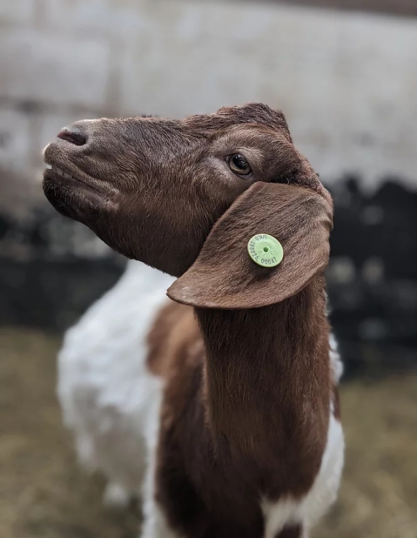 Goats in the News: Goats on Zoom Make a Mint | boardGOATS